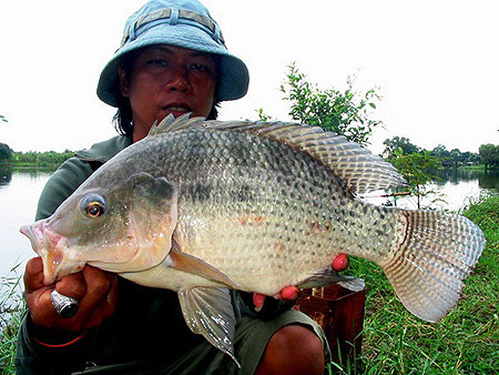 Tilapia To Help Save Wild Fish From Extinction - Russ George