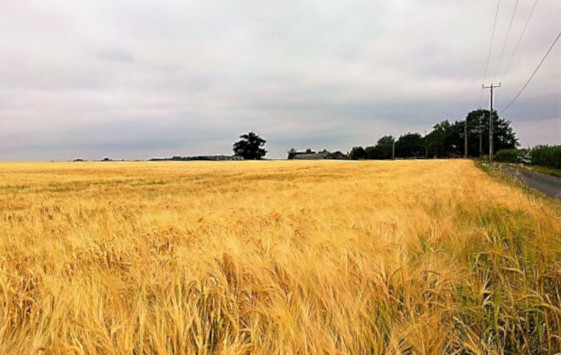 Amongst Fields Of Gold, Restoring Climate And Nature One Pasture At A ...